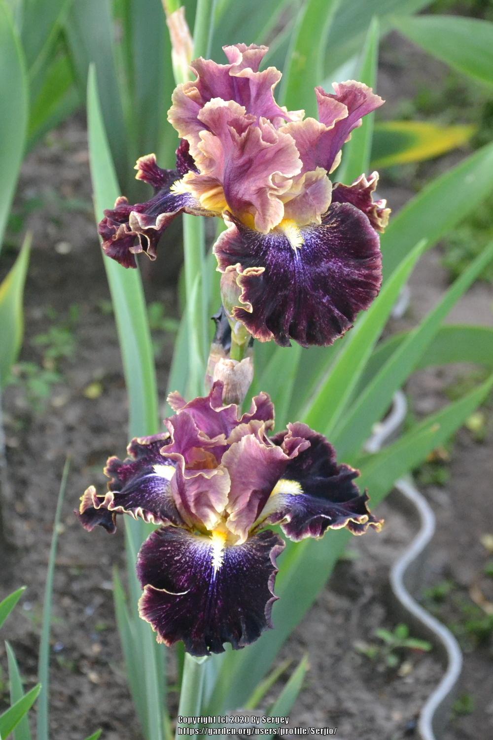 Photo of the bloom of Tall Bearded Iris (Iris 'Exploding Galaxy ...