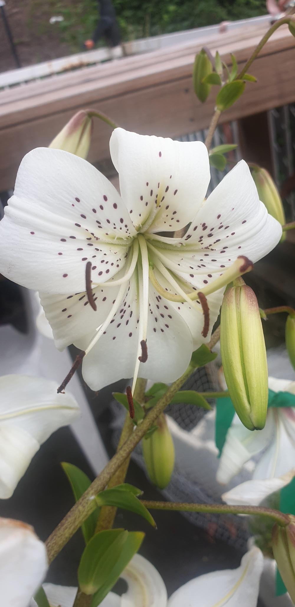 Lily (Lilium 'White Twinkle') in the Lilies Database - Garden.org