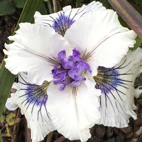 Pacific Coast Iris (Iris 'Big Waves') in the Irises Database - Garden.org