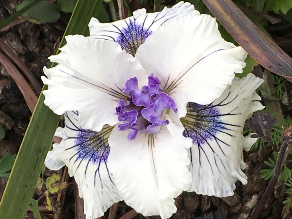 Photo of the bloom of Pacific Coast Iris (Iris 'Big Waves') posted by ...