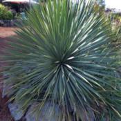Photo of the entire plant of Beaked Yucca (Yucca rostrata 'Sapphire ...