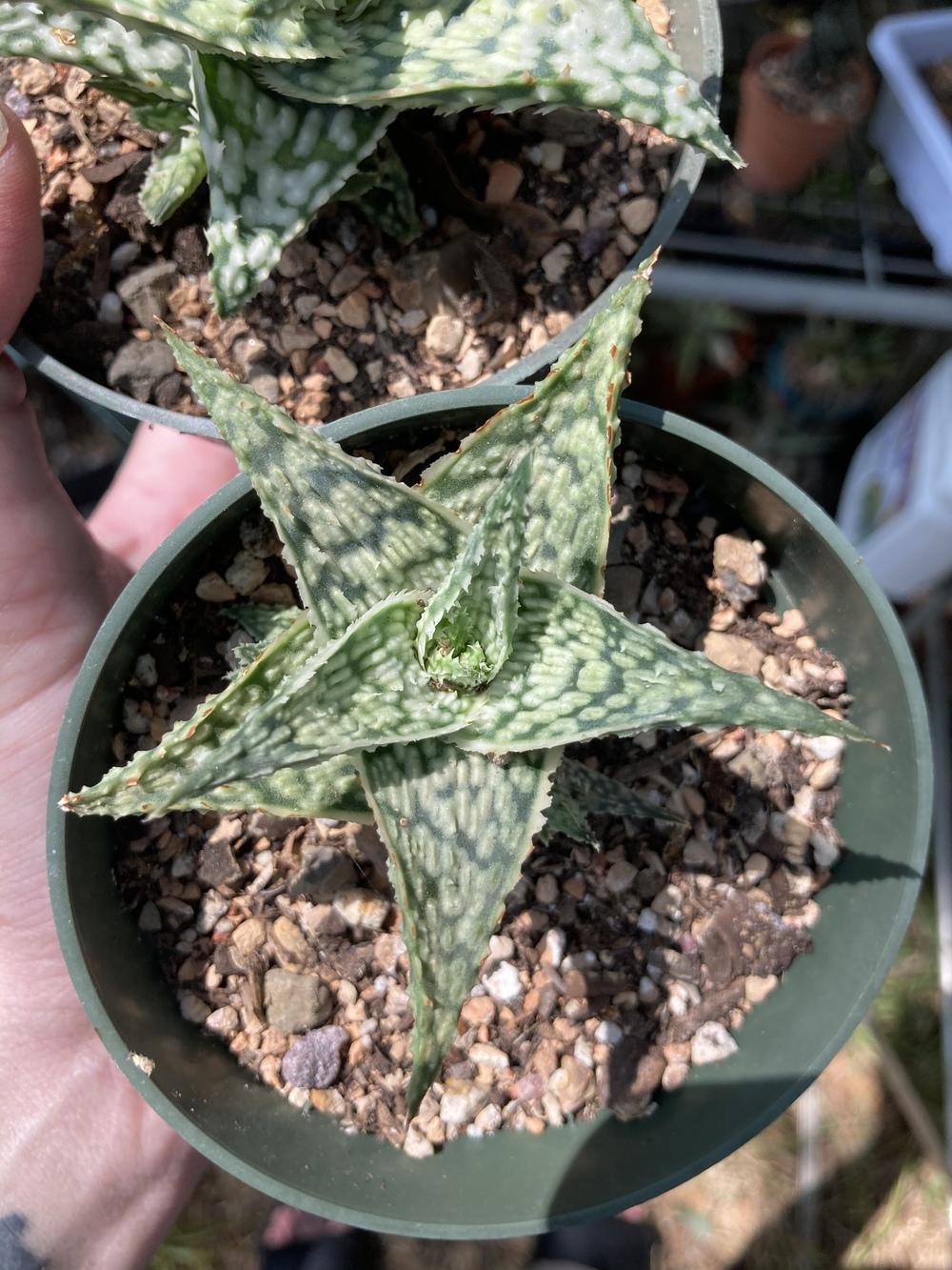 Aloe 'Doran Black' in the Aloes Database - Garden.org