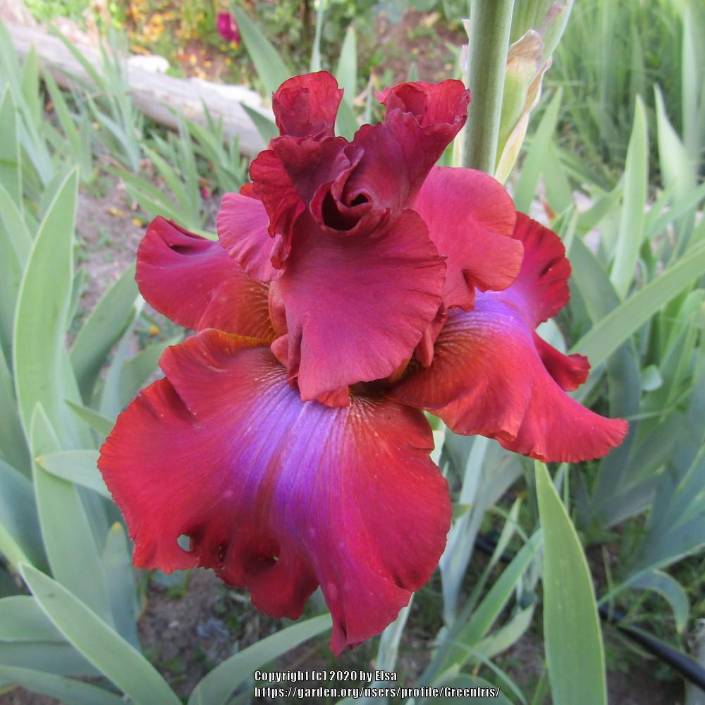 Photo of the bloom of Tall Bearded Iris (Iris 'Mad World') posted by ...