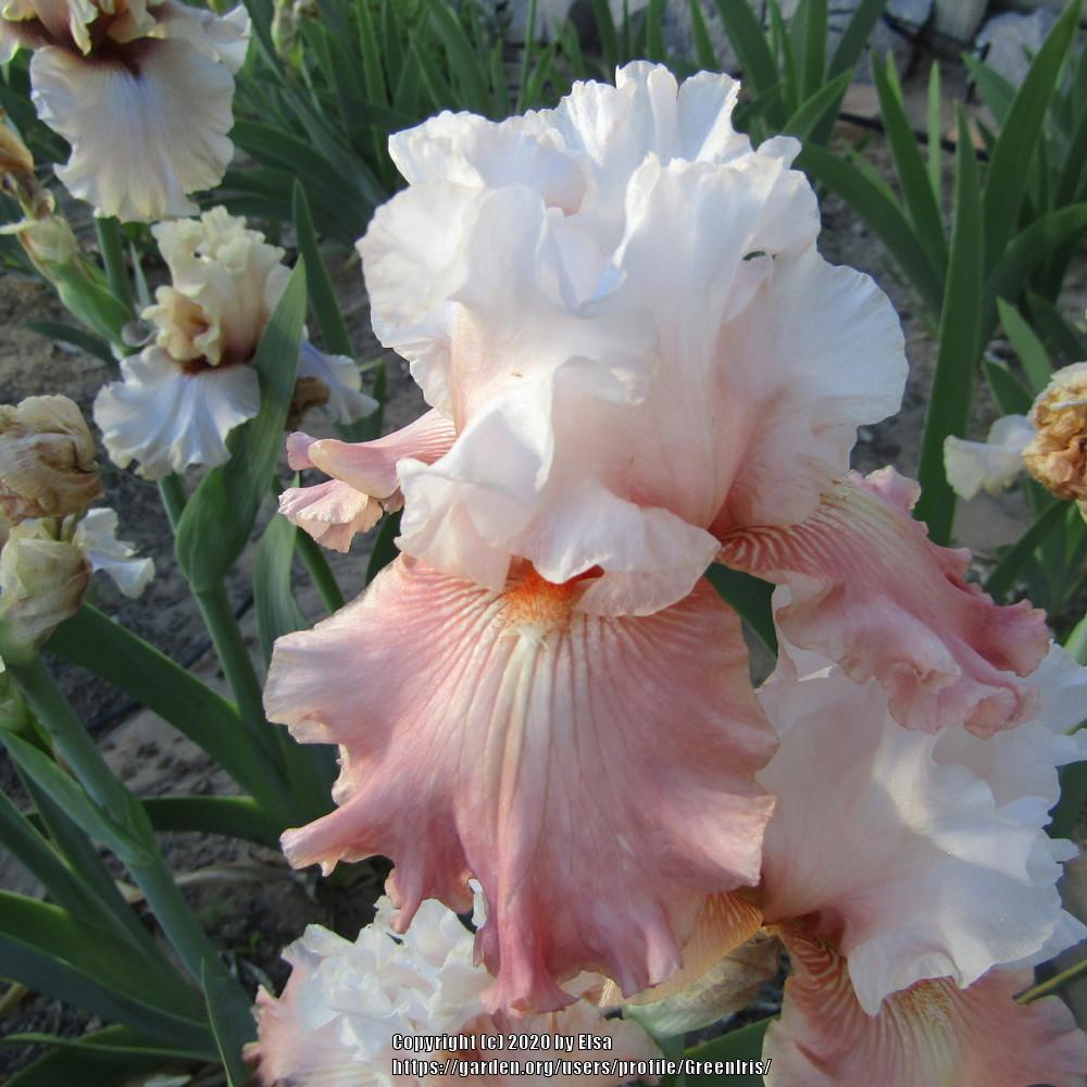 Photo of the entire plant of Tall Bearded Iris (Iris 'Bashful Love ...