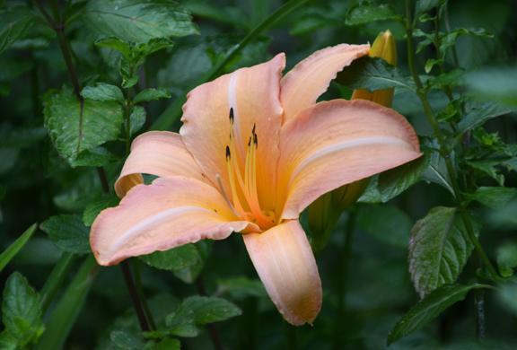 Daylily (Hemerocallis 'Sun Singer') in the Daylilies Database - Garden.org