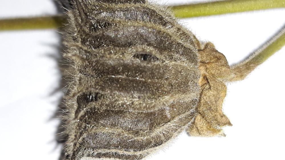 Weird seed pods in the Plant ID forum - Garden.org