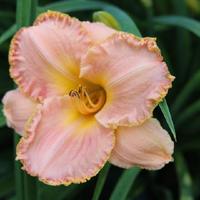 Photo of the bloom of Daylily (Hemerocallis 'Southern Coral') posted by Hembrain - Garden.org