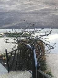 HELP - Is my Japanese Maple ruined? in the Japanese Maples forum ...