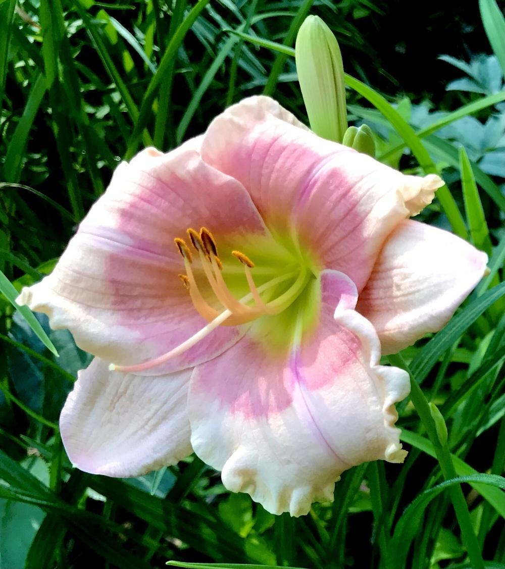 Photo of the bloom of Daylily (Hemerocallis 'Janice Brown') posted by ...