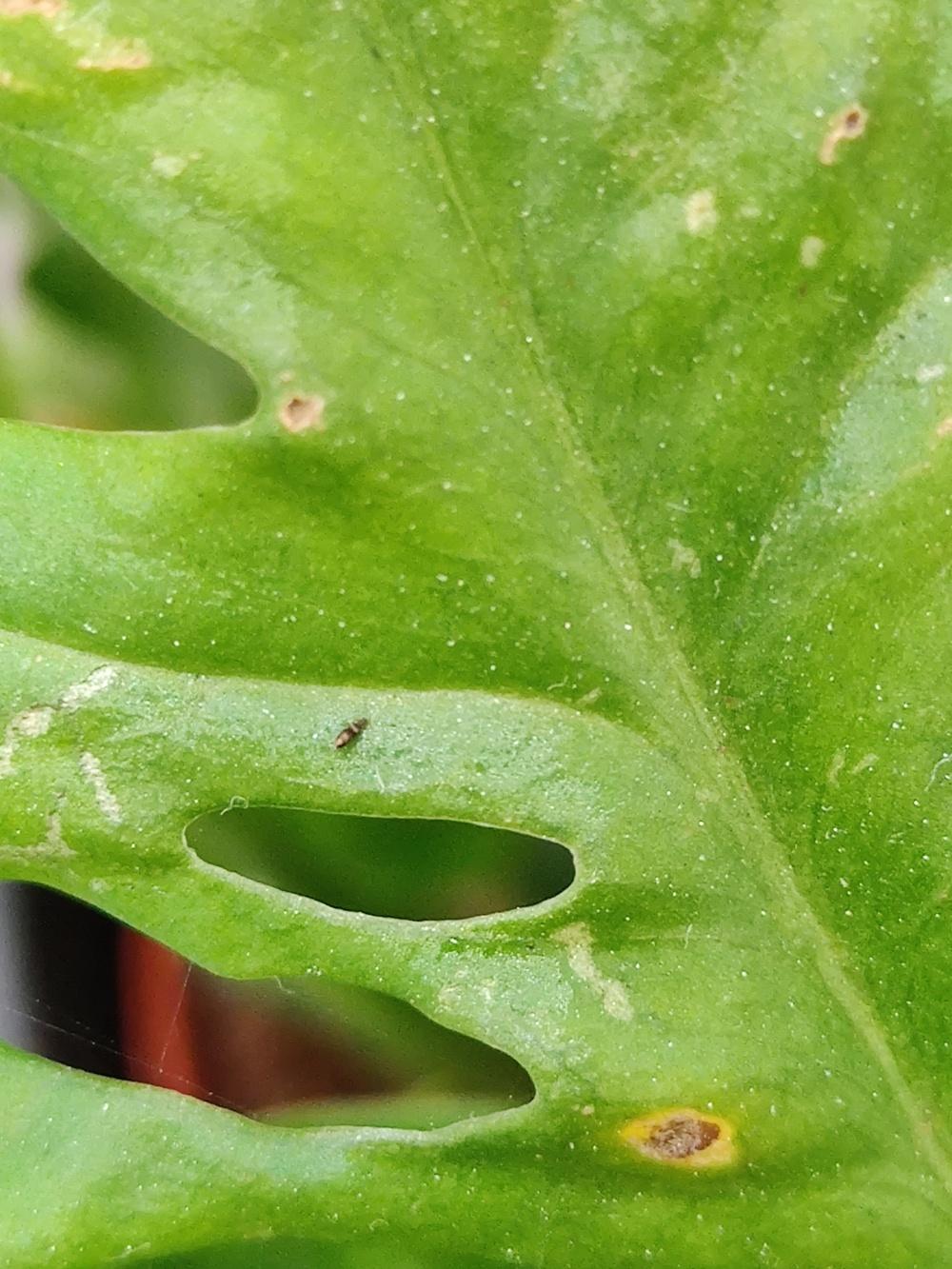 Monstera Adansonii infestation in the Ask a Question forum - Garden.org