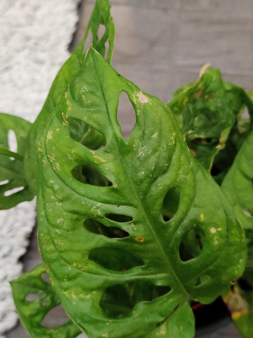 Monstera Adansonii infestation in the Ask a Question forum - Garden.org