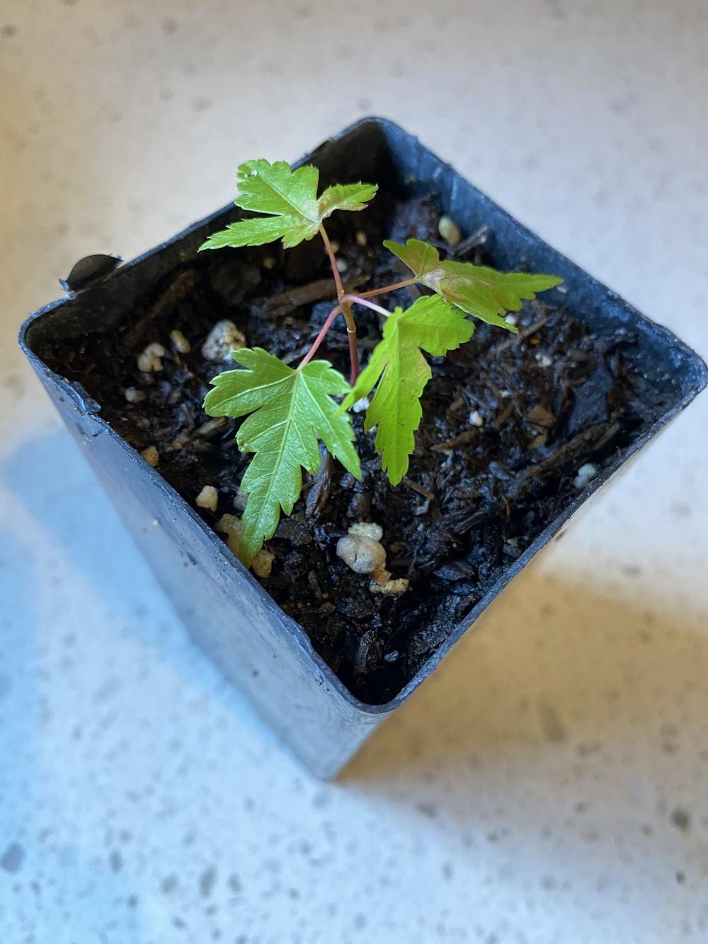Japanese maple sprouts in the Trees and Shrubs forum - Garden.org