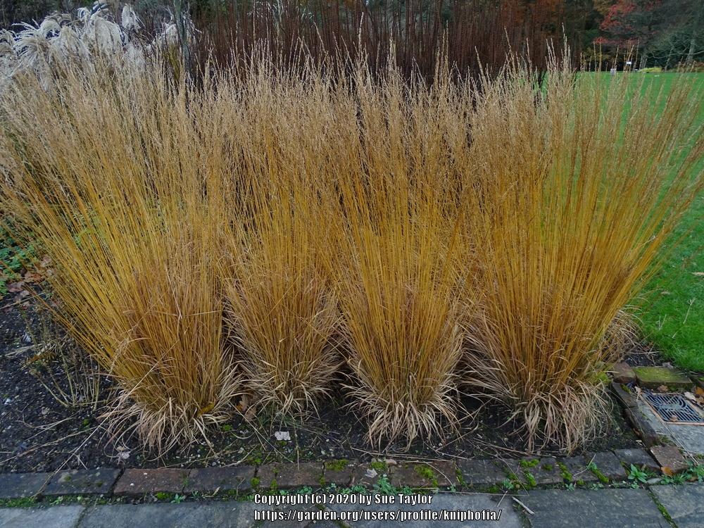 Photo of the fall color of Purple Moor Grass (Molinia caerulea 'Edith ...