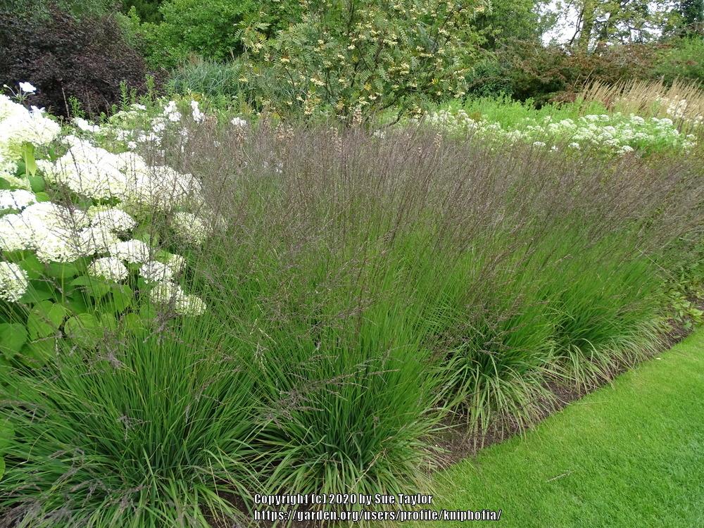 Photo of the entire plant of Purple Moor Grass (Molinia caerulea 'Edith ...