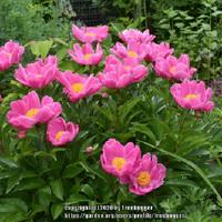 Photo of the bloom of Chinese Peony (Paeonia lactiflora 'Sea Shell ...
