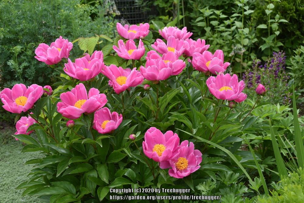 Photo of the bloom of Chinese Peony (Paeonia lactiflora 'Sea Shell ...