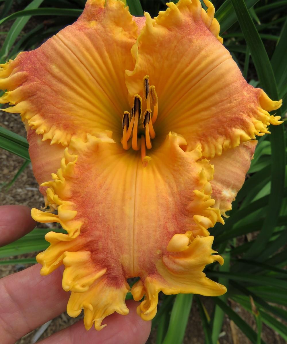 Daylily (Hemerocallis 'Kuhina') in the Daylilies Database - Garden.org