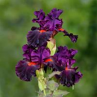 Tall Bearded Iris (Iris 'Daffy Duck') in the Irises Database - Garden.org