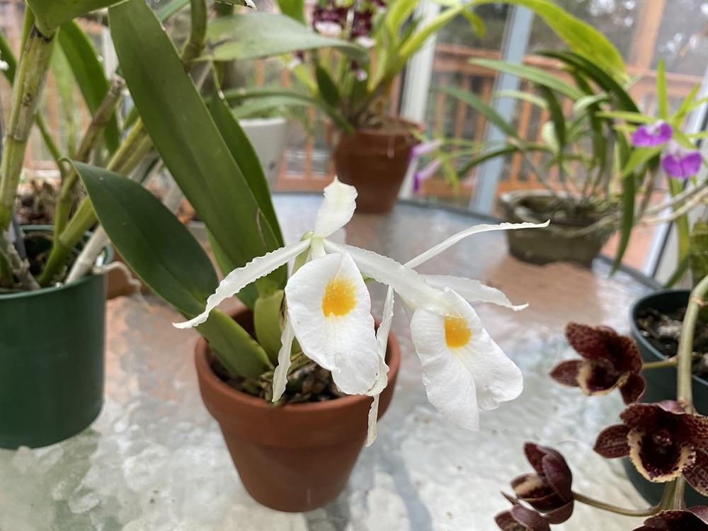 Orchid (Trichopilia fragrans) - Garden.org