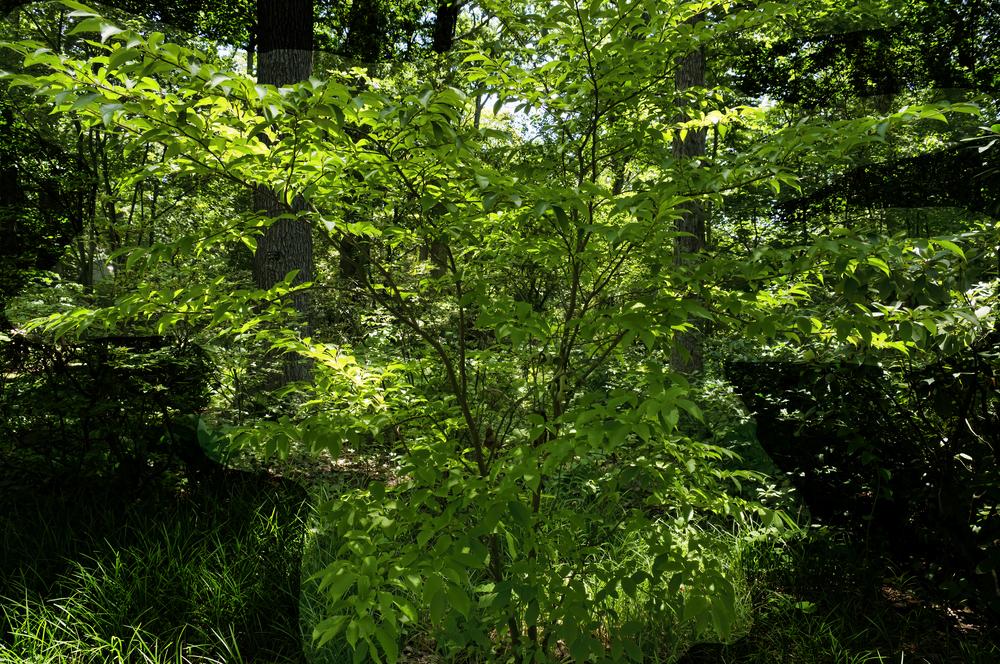 Photo of the entire plant of Upright Stewartia (Stewartia rostrata ...