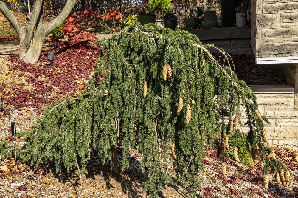 Weeping Norway Spruce (Picea abies 'Pendula') in the Spruces Database ...