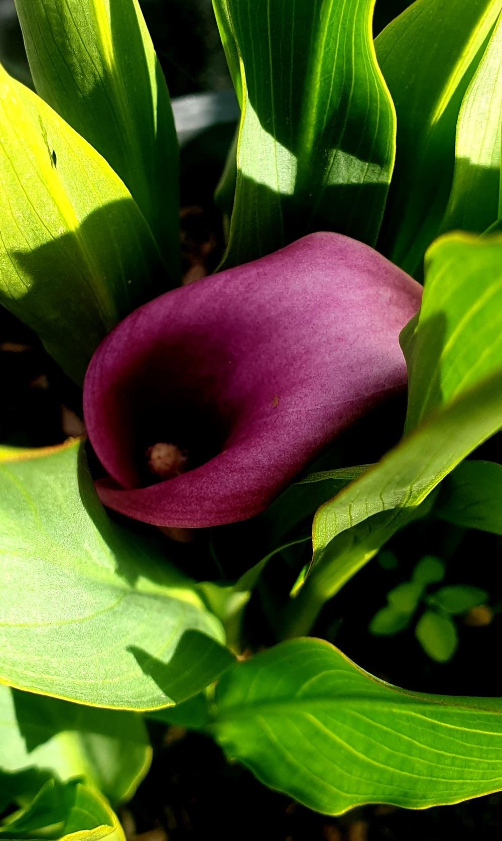 Callas: Plant Care and Collection of Varieties - Garden.org