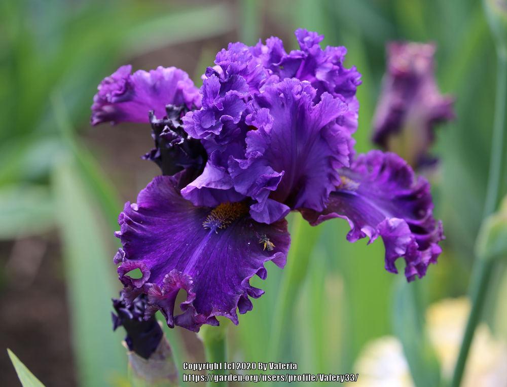 Photo of the bloom of Tall Bearded Iris (Iris 'Pagan Knight') posted by ...