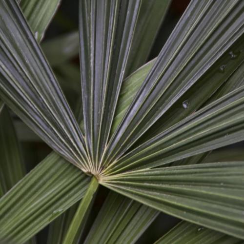 Zombie Palm (Zombia antillarum) - Garden.org