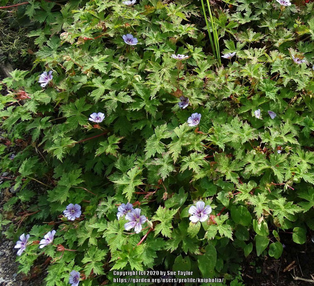 Photo of the entire plant of Geranium (Geranium wallichianum 'Crystal ...