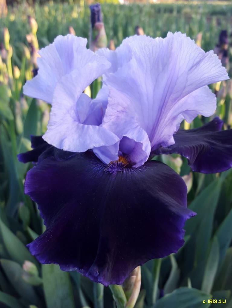 Tall Bearded Iris (Iris 'Midnight Cry') in the Irises Database - Garden.org