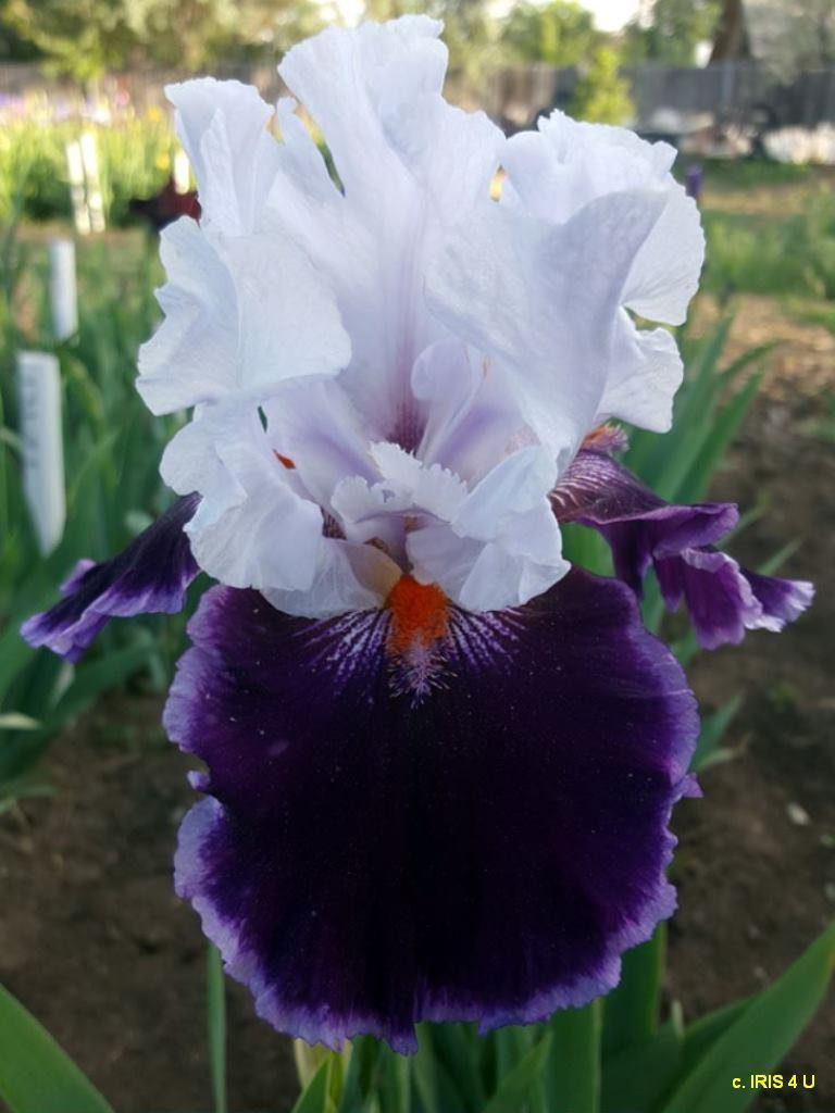 Tall Bearded Iris (Iris 'Elizabeth Weller Van Liere') in the Irises ...