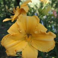 Photo of the bloom of Daylily (Hemerocallis 'Jen Melon') posted by ...
