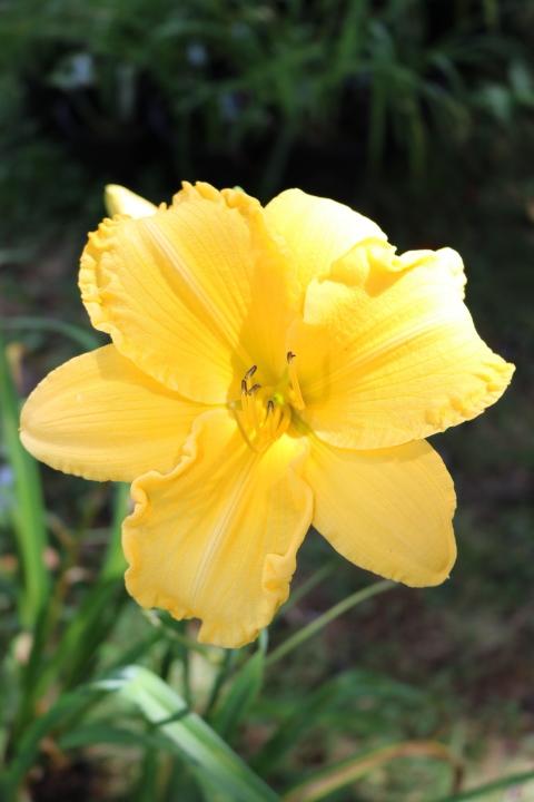 Photo of the bloom of Daylily (Hemerocallis 'Jen Melon') posted by ...