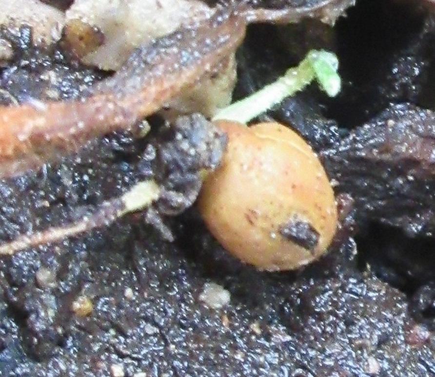 Earthnut Pea (Lathyrus tuberosus) - Garden.org