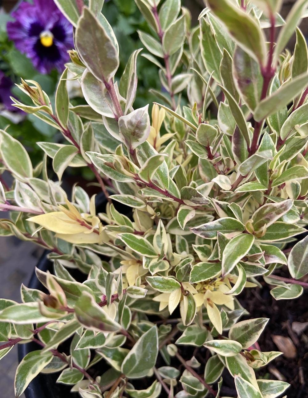 Photo of the leaves of Variegated Dwarf Myrtle (Myrtus communis ...