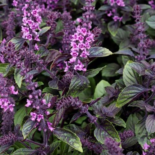 African Blue Basil (Ocimum 'African Blue') in the Basils Database ...