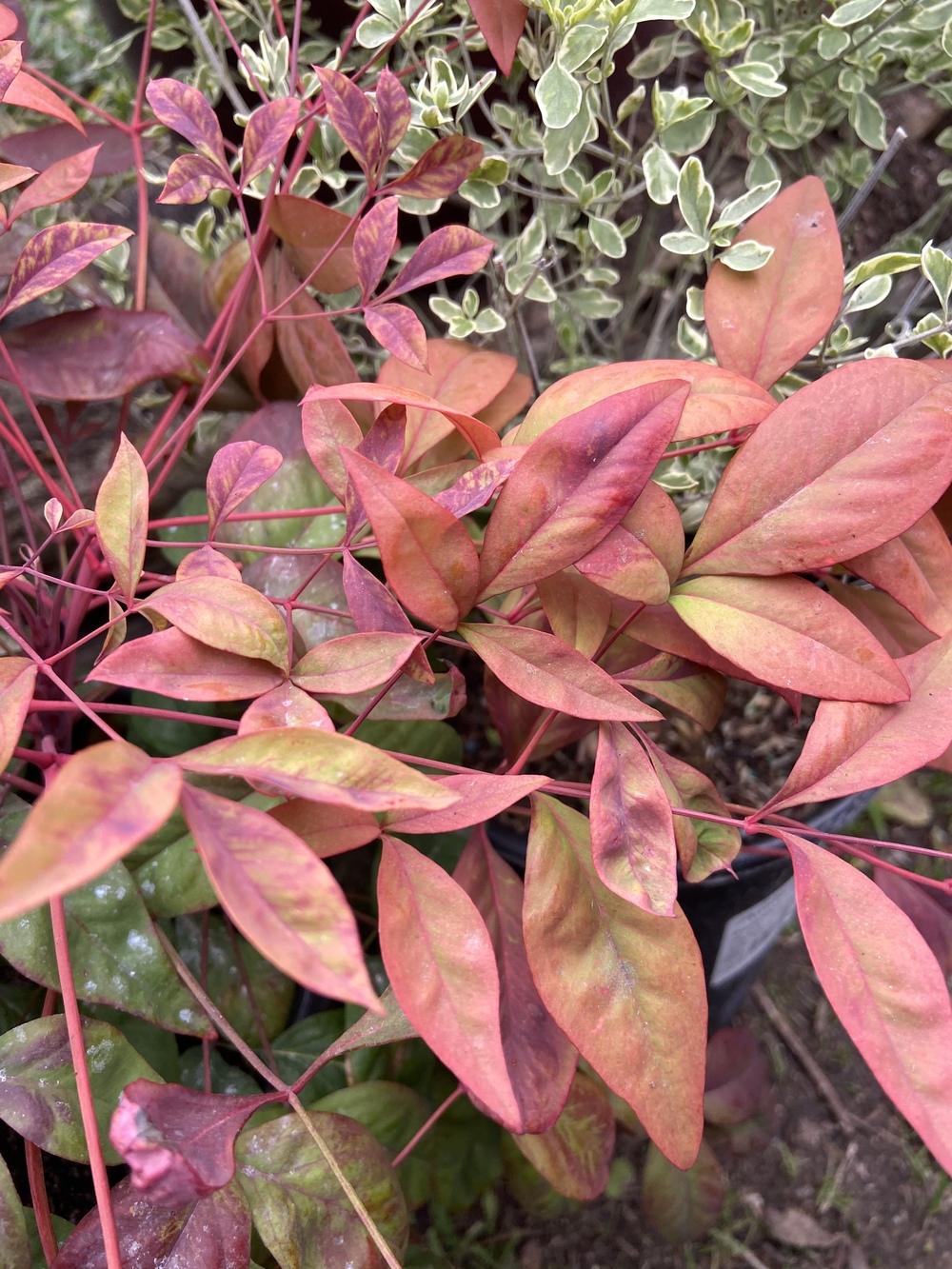 Photo of the leaves of Dwarf Nandina (Nandina domestica 'Fire Power ...