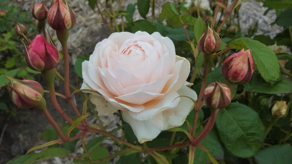 Photo of the bloom of Rose (Rosa 'Windermere') posted by LolaTasmania ...