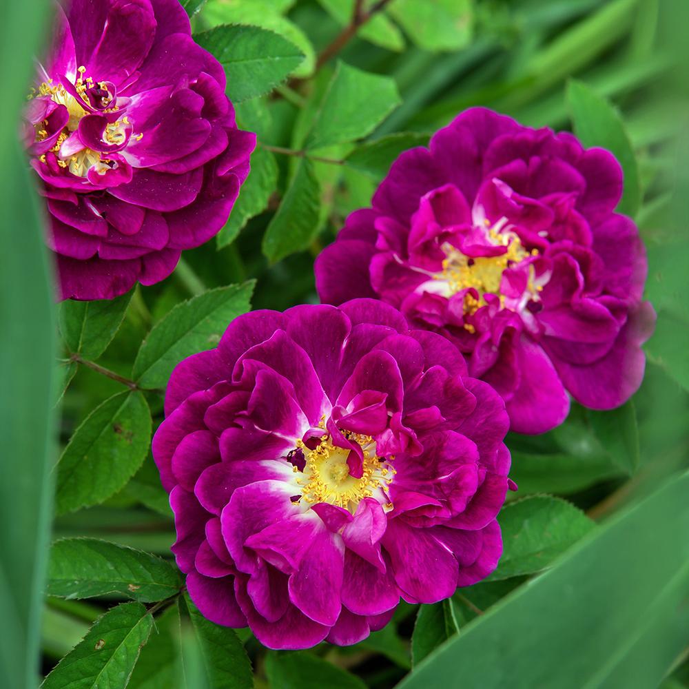 Rose (Rosa 'Tuscany Superb') in the Roses Database - Garden.org