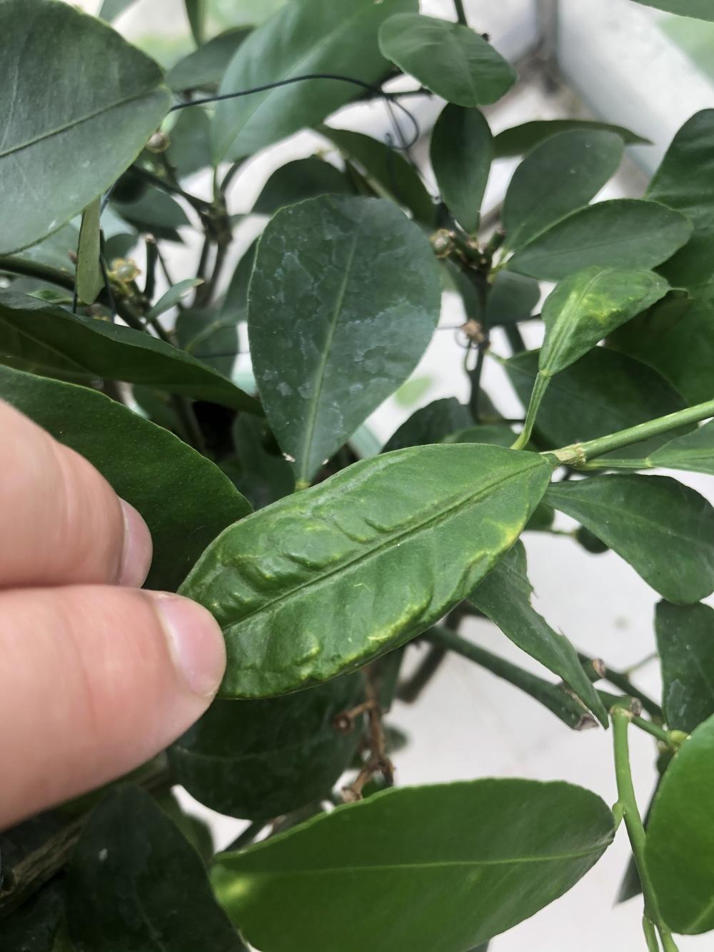 Lime Tree Attacked by White Mold or Pest in the Houseplants forum ...