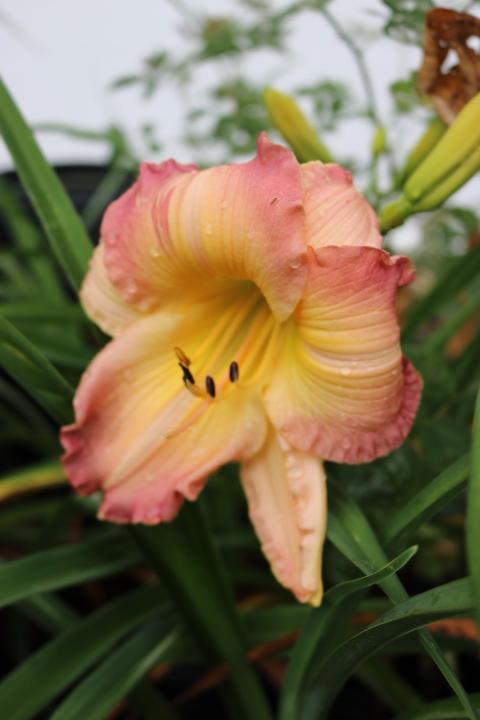 Photo of the bloom of Daylily (Hemerocallis 'Pleasant Edging') posted ...