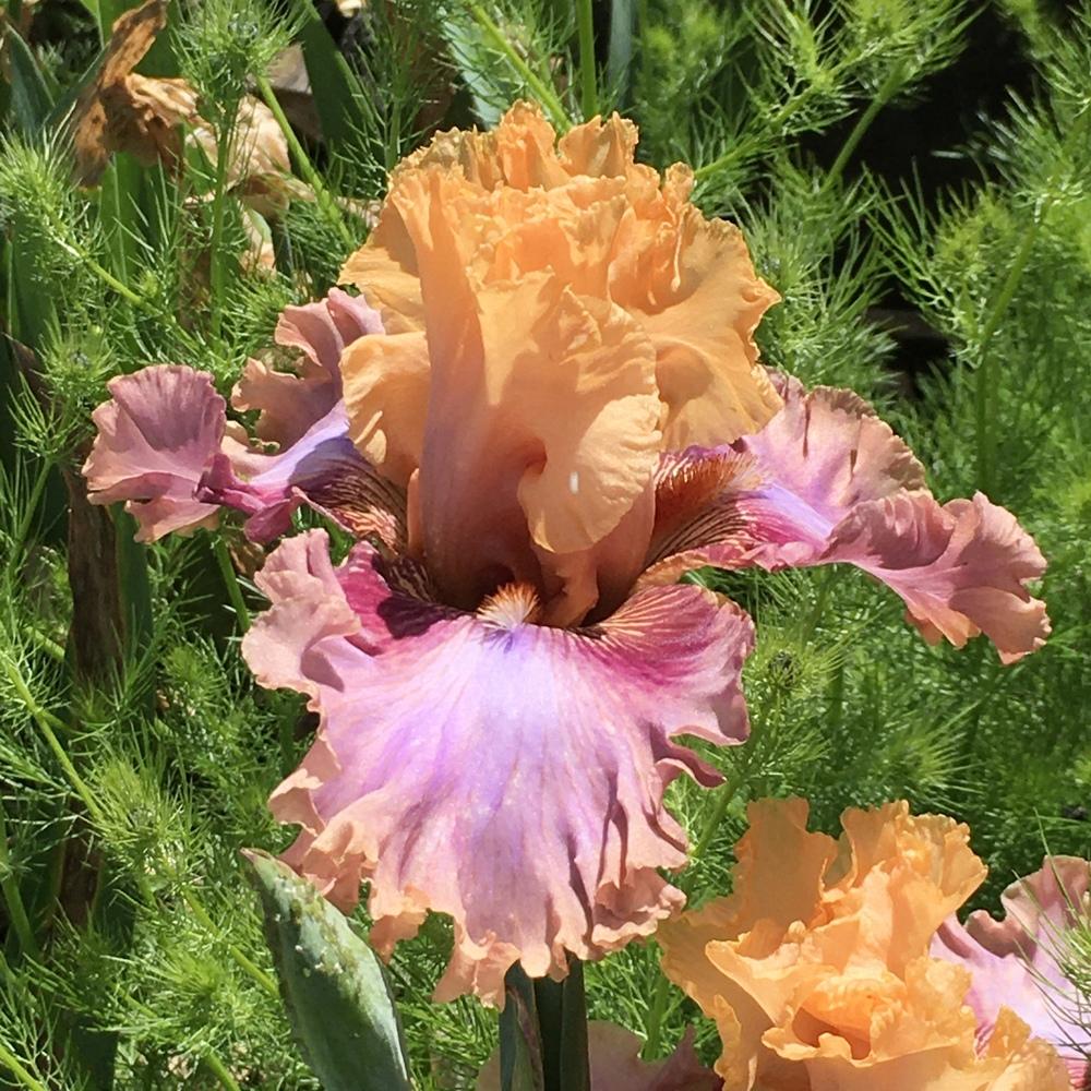 Tall Bearded Iris (Iris 'Tropical Treasure') in the Irises Database ...