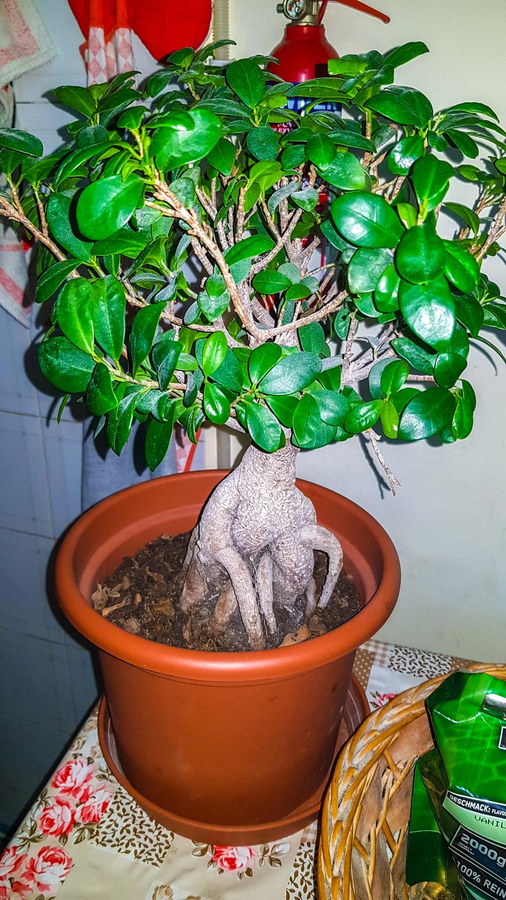 Trimming Chinese Banyon in the Houseplants forum - Garden.org