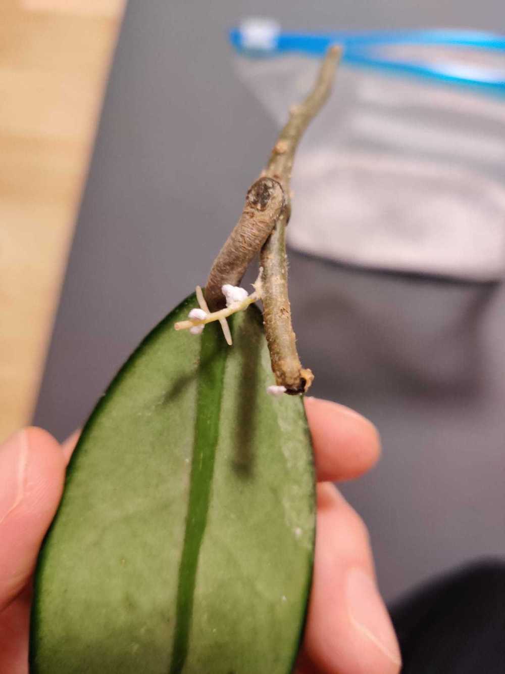 Hoya stem rot on cutting help in the Ask a Question forum - Garden.org