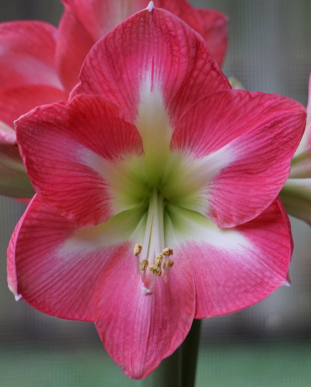 Amaryllis: Plant Care and Collection of Varieties - Garden.org