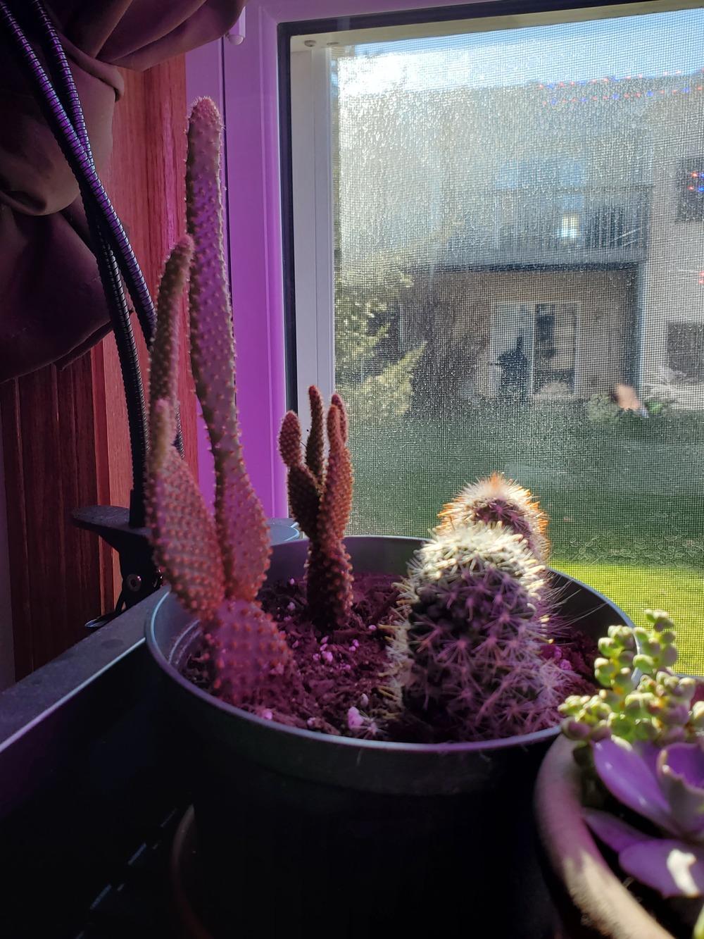 Cacti stretching in the Cactus and Succulents forum - Garden.org