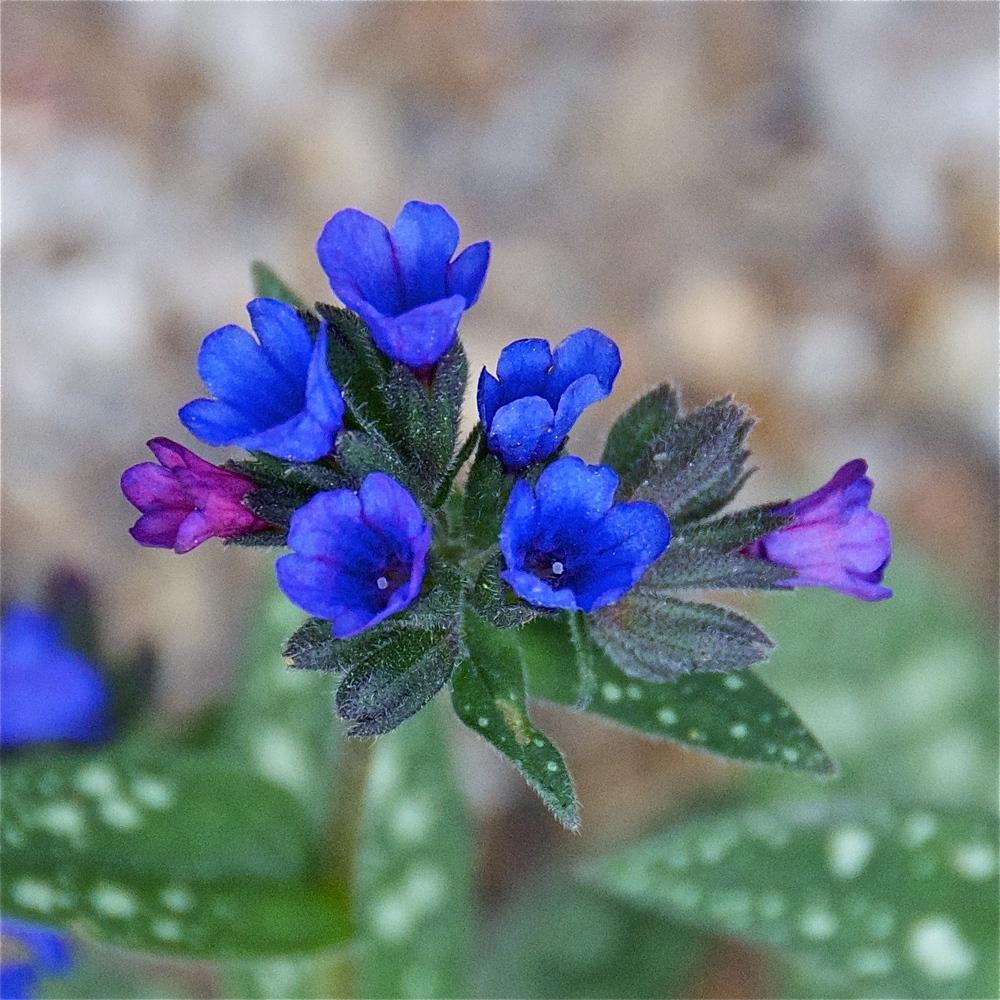 Photo of the bloom of Pulmonaria posted by Fleur569 - Garden.org