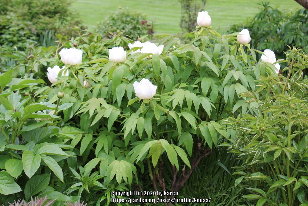 2020 Tree Peony Blooms in the Peonies forum - Garden.org