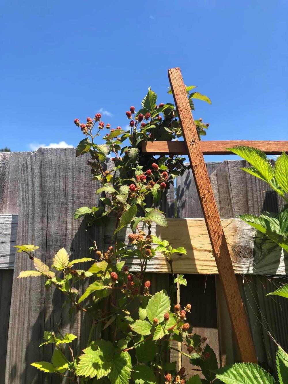 Southern Blackberry (Rubus argutus) in the Rubus Database - Garden.org