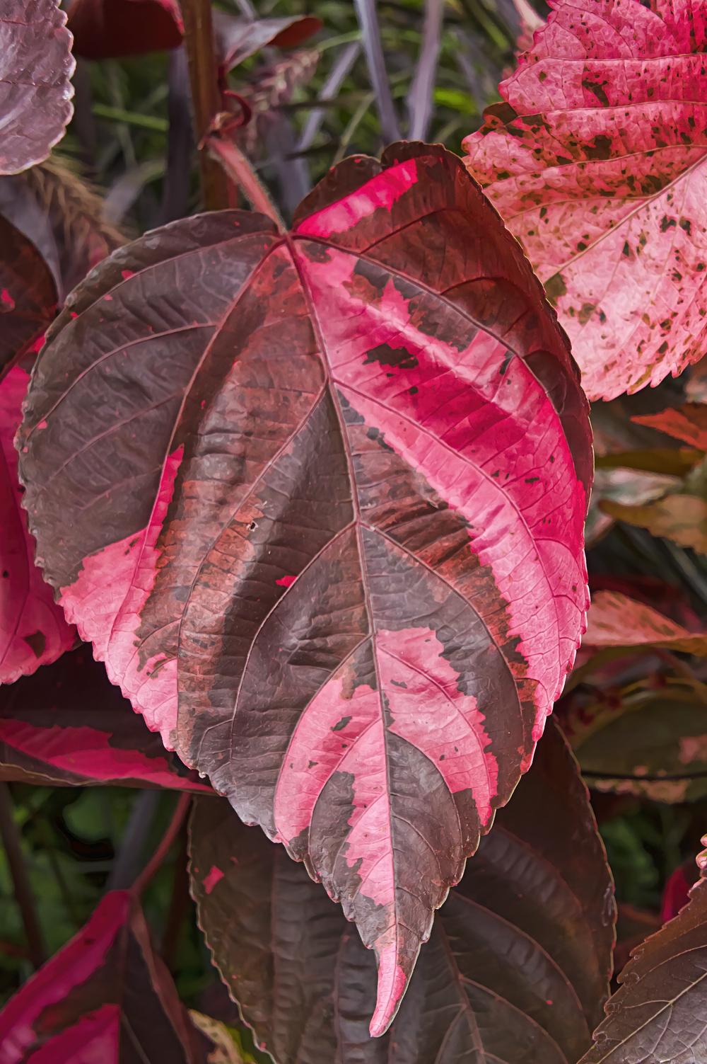 Copper Leaf (Acalypha wilkesiana) - Garden.org